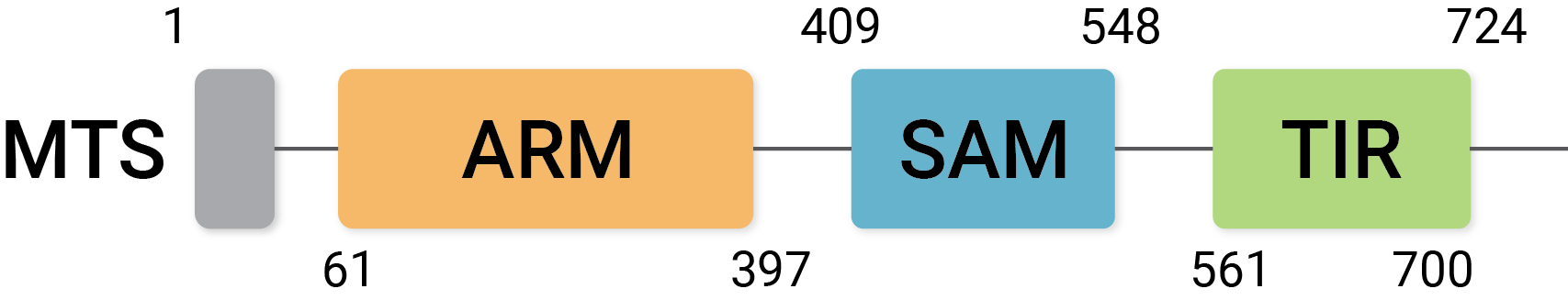 NAD+ Inhibits Protein that Promotes Neuron Degeneration