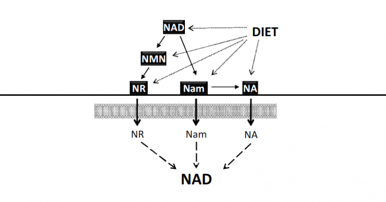 Vitamin B3 Forms in Dairy Products Identified by New Analtyical Tool