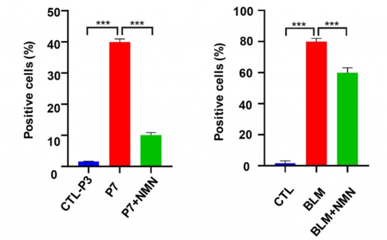 NMN Limits Senescence of Vital Lung Cells