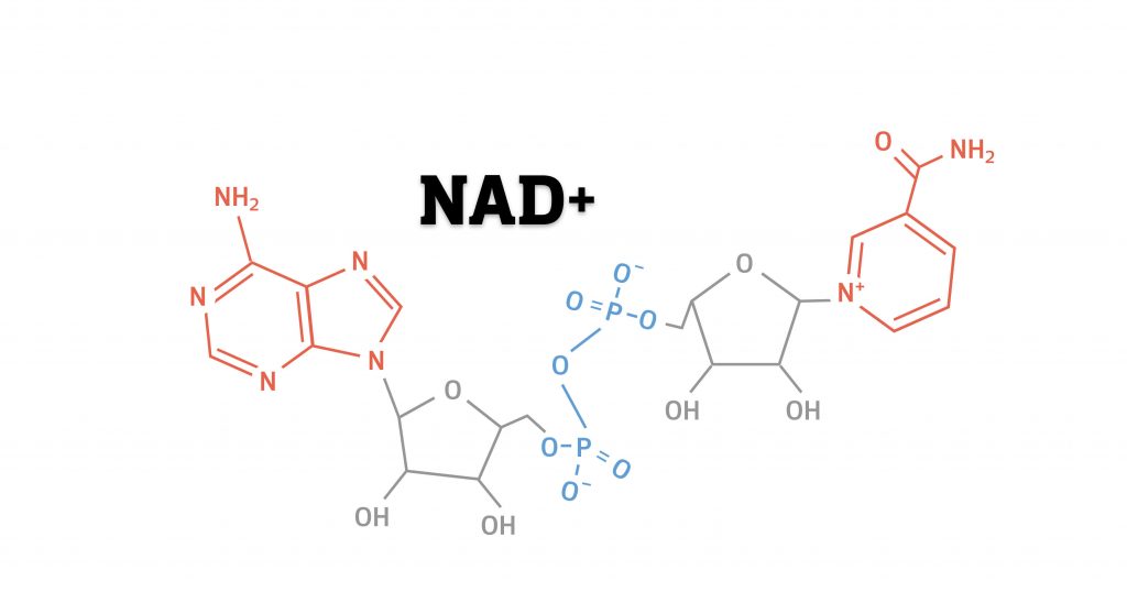 NAD Vs NADH NAD Vs NADH