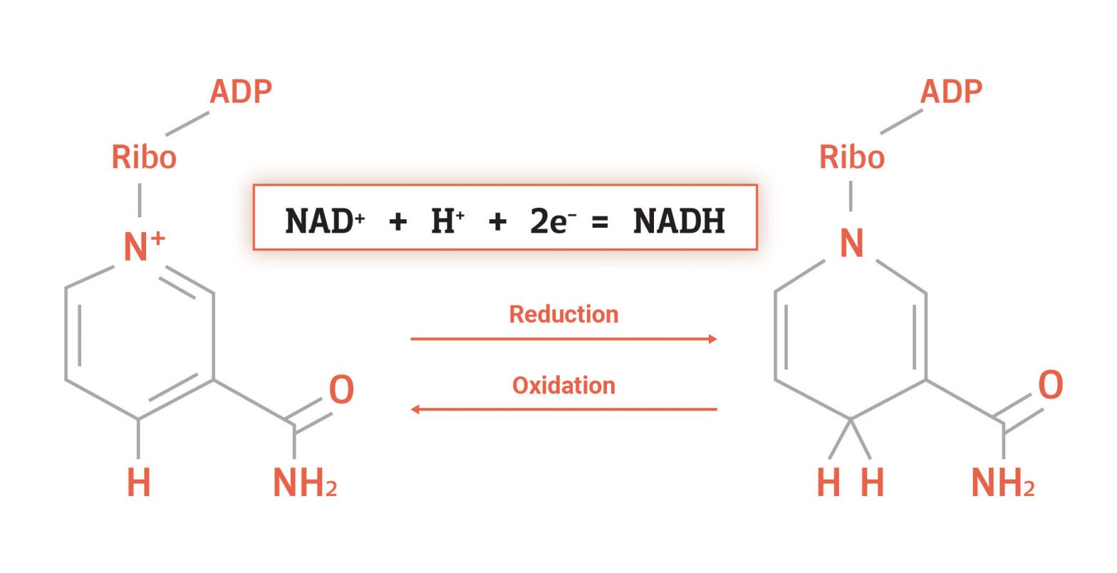NAD Vs NADH NAD Vs NADH