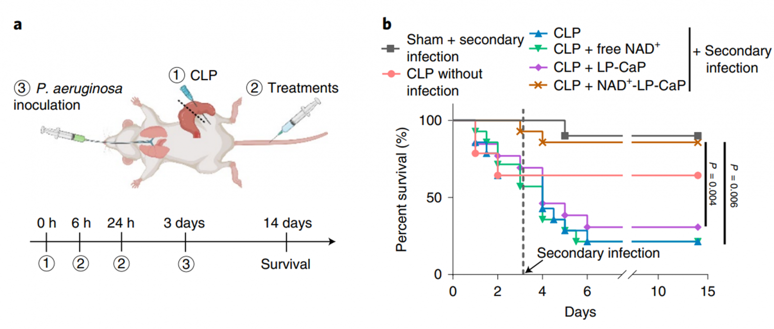 New Study Shows NAD⁺ Nanoparticles Increase Survival from Sepsis by ...