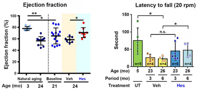 New Longevity Molecule Found to Prolong Lifespan and Delay Cardiac and ...