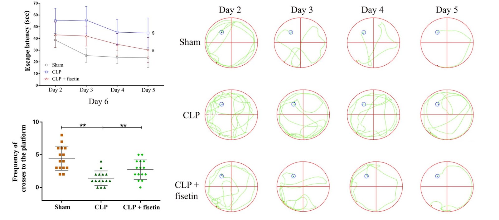 Fisetin Alleviates Cognitive Dysfunction and Brain Inflammation
