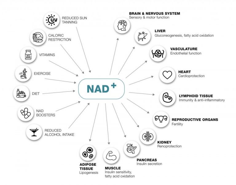 How to Increase NAD⁺