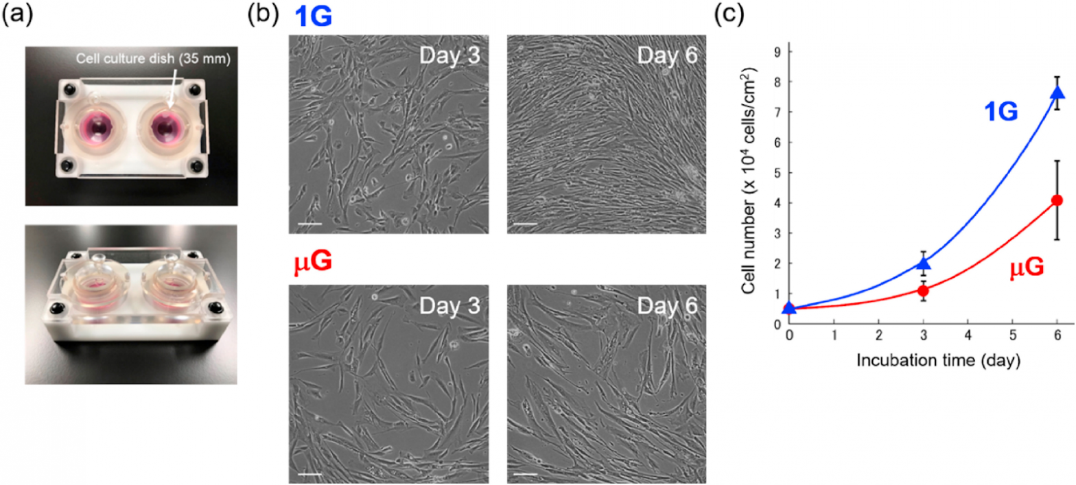 Spacelike Microgravity Accelerates Aging and Causes Muscle Loss