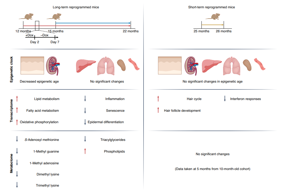 Cellular Rejuvenation Therapy Reverses Mouse Aging in a Safe Way | NAD