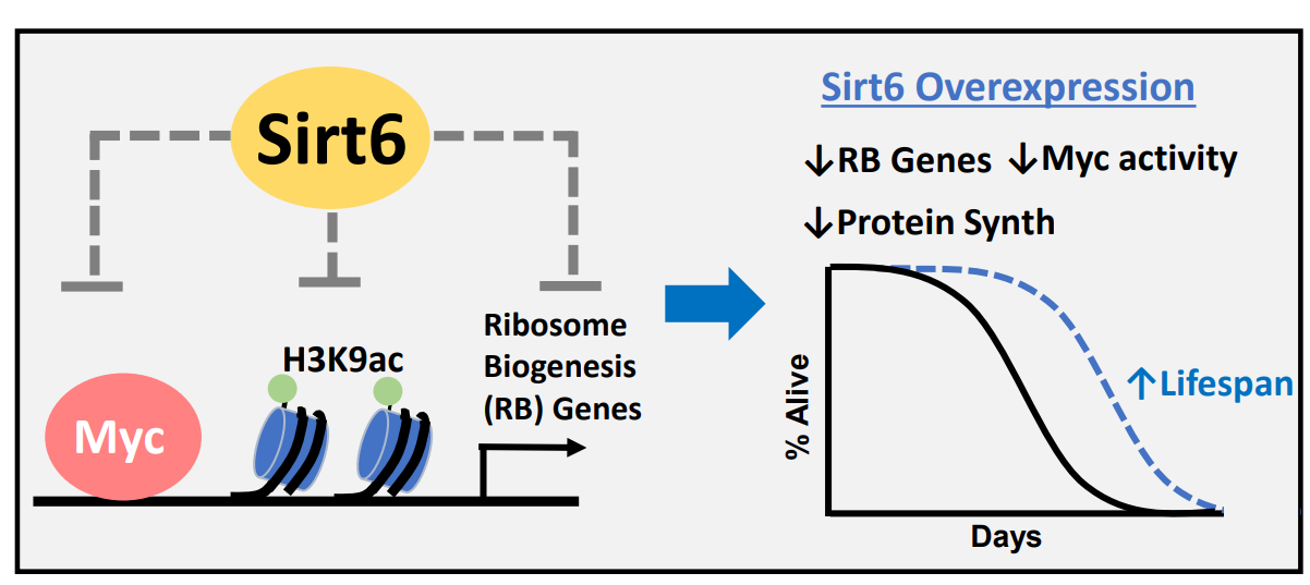 Sirtuin 6 Increases Resistance to Oxidative Stress, Inhibits Protein ...