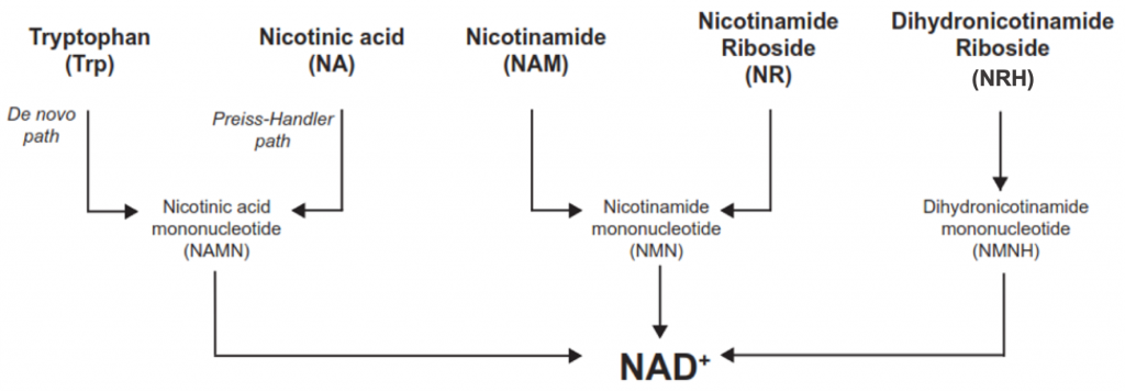 NAD Precursors And Aging