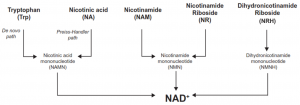 NAD+ Precursors and Aging