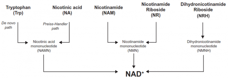 NAD+ Precursors and Aging