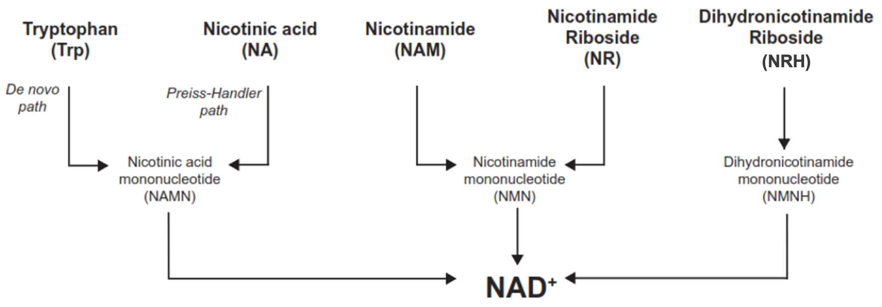 NAD+ Precursors and Aging