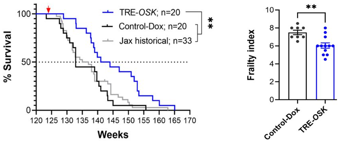 Study Suggests We are Now Closer to Reversing Aging via Gene Therapy