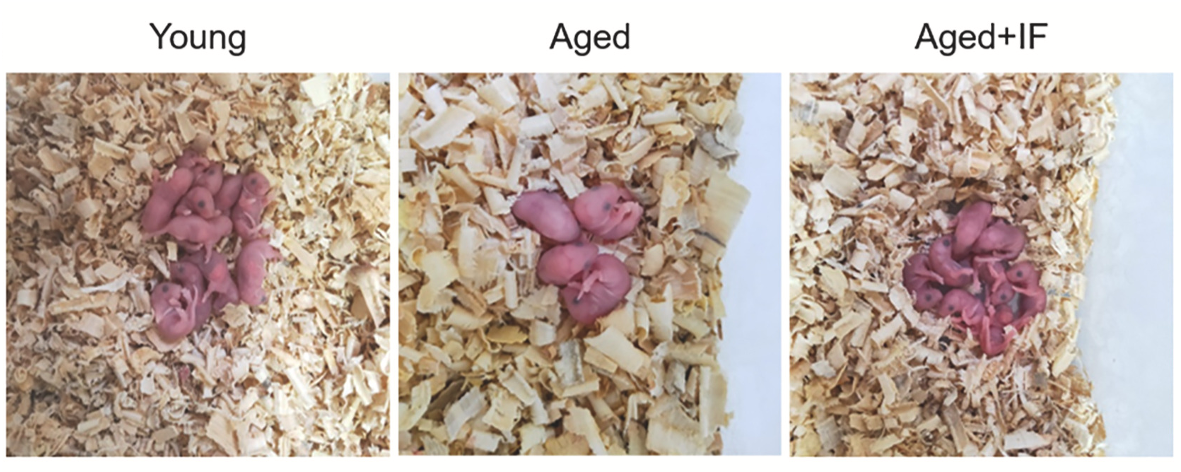 Study Shows Intermittent Fasting Delays Reproductive Aging and Promotes ...