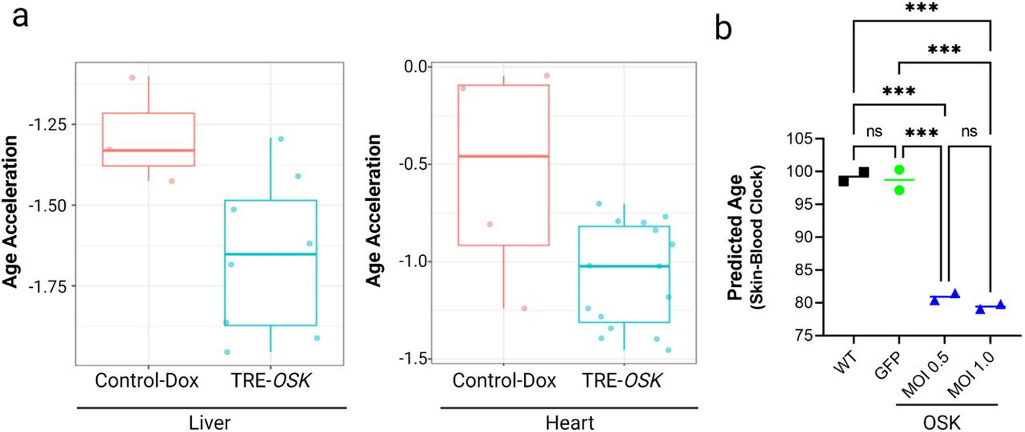 Study Suggests We are Now Closer to Reversing Aging via Gene Therapy
