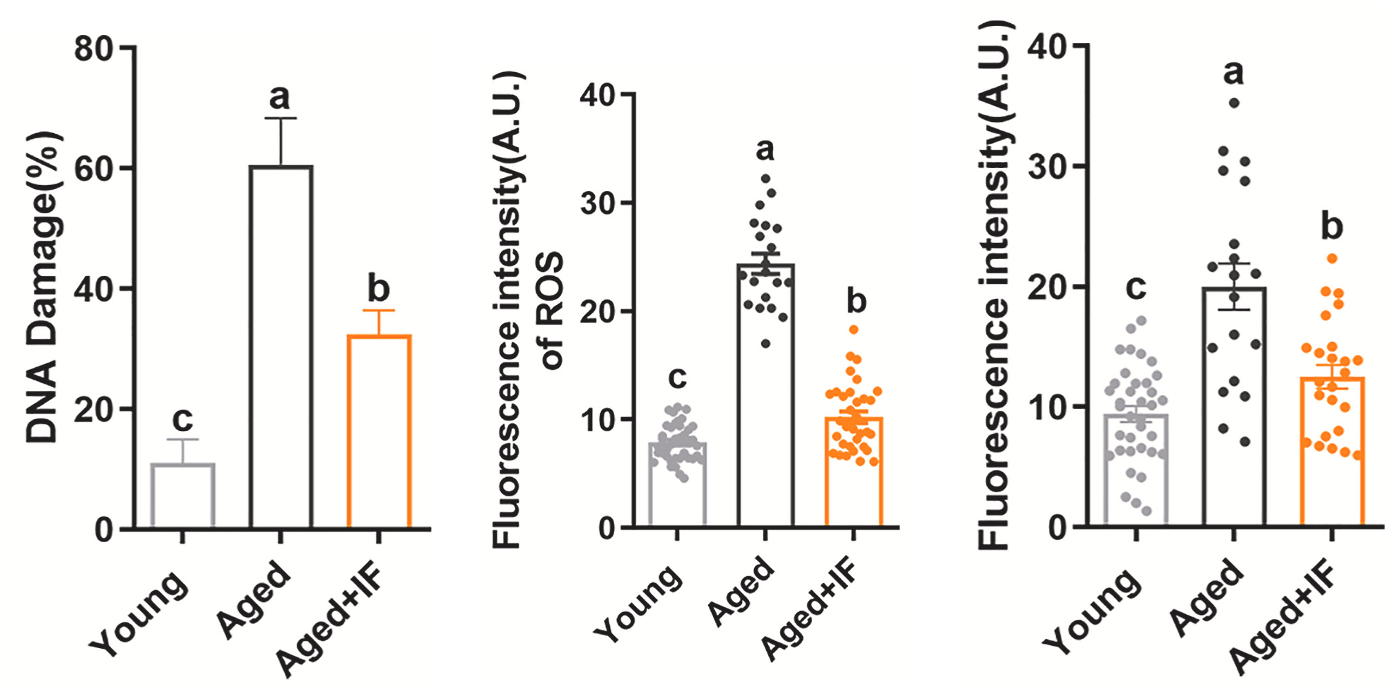 Study Shows Intermittent Fasting Delays Reproductive Aging and Promotes ...
