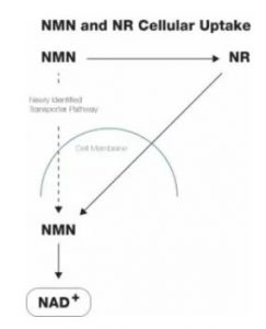 What Exactly is NMN? | Nicotinamide Mononucleotide