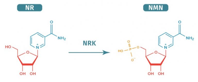 What Exactly is NMN? | Nicotinamide Mononucleotide