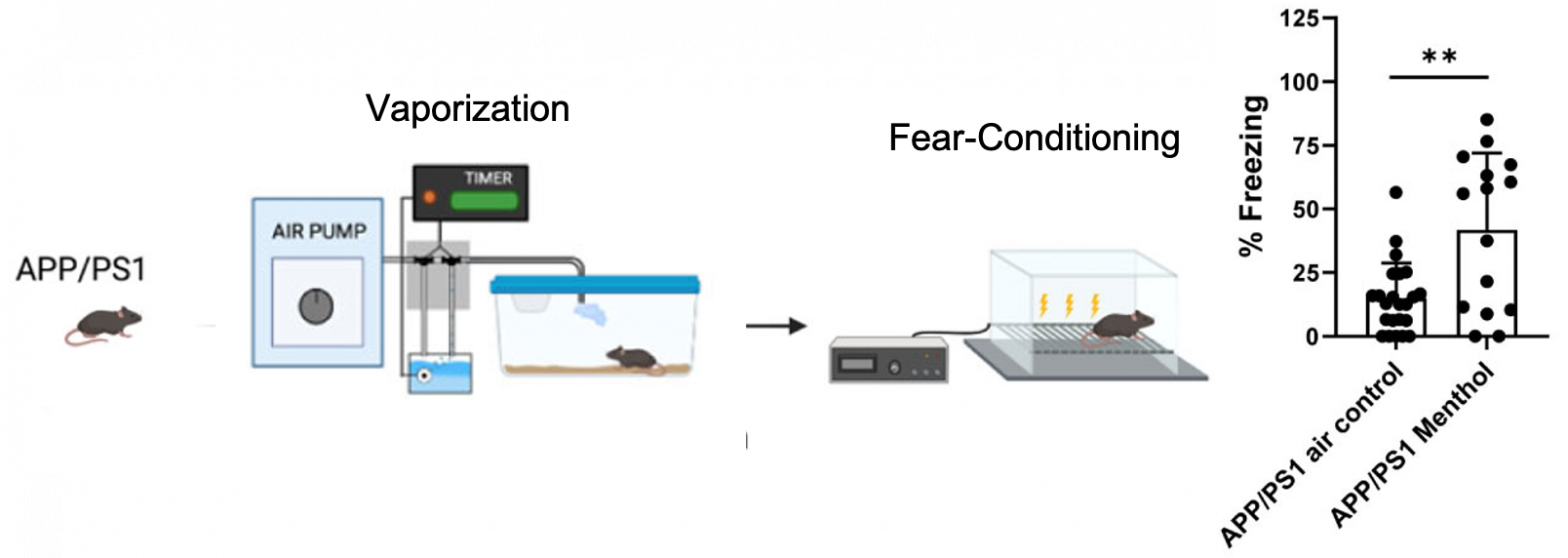Scientists Combat Alzheimer’s by Enhancing Memory & Reducing Brain ...