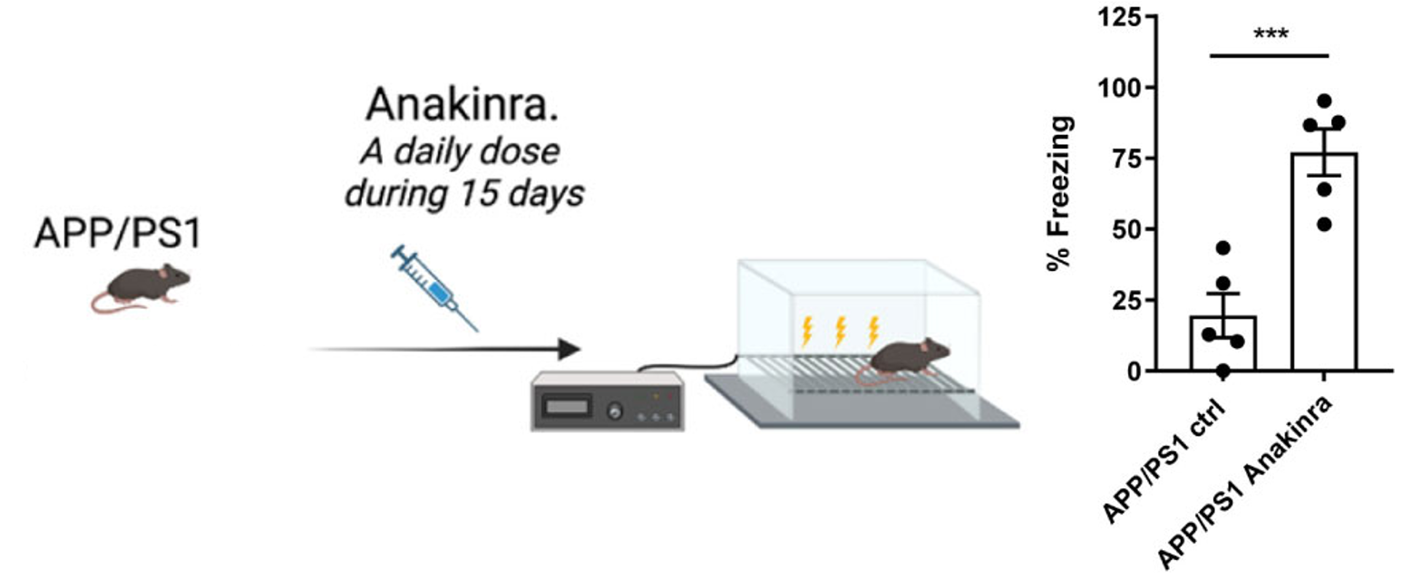Scientists Combat Alzheimer’s by Enhancing Memory & Reducing Brain ...