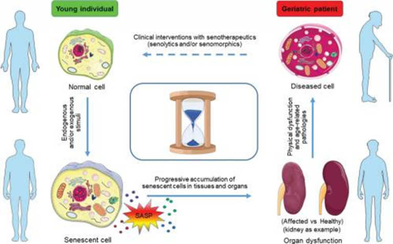 Senolytics: Clearing Troublesome Senescent Cells for Body Revitalization