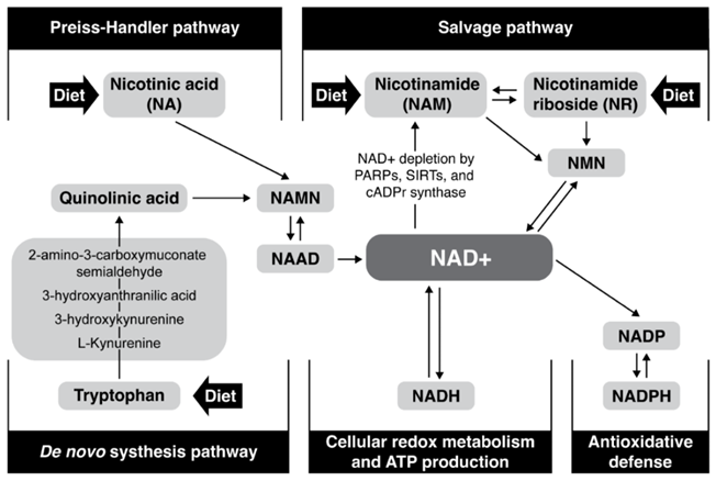 NAD Precursors Unlocking The Fountain Of Youth By Maximizing NAD Levels