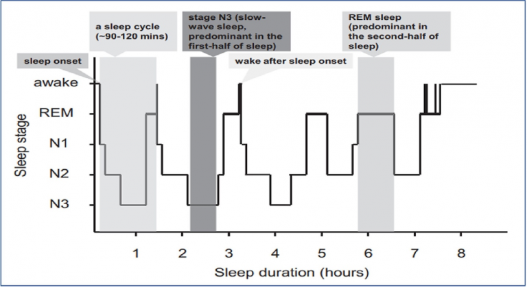 Potential Impact of Inadequate Sleep on Lifespan: A Closer Look at ...