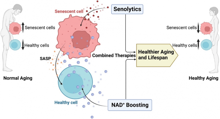 Unlocking Human Longevity: Mayo Clinic Scientists Fuse NAD Boosters and ...