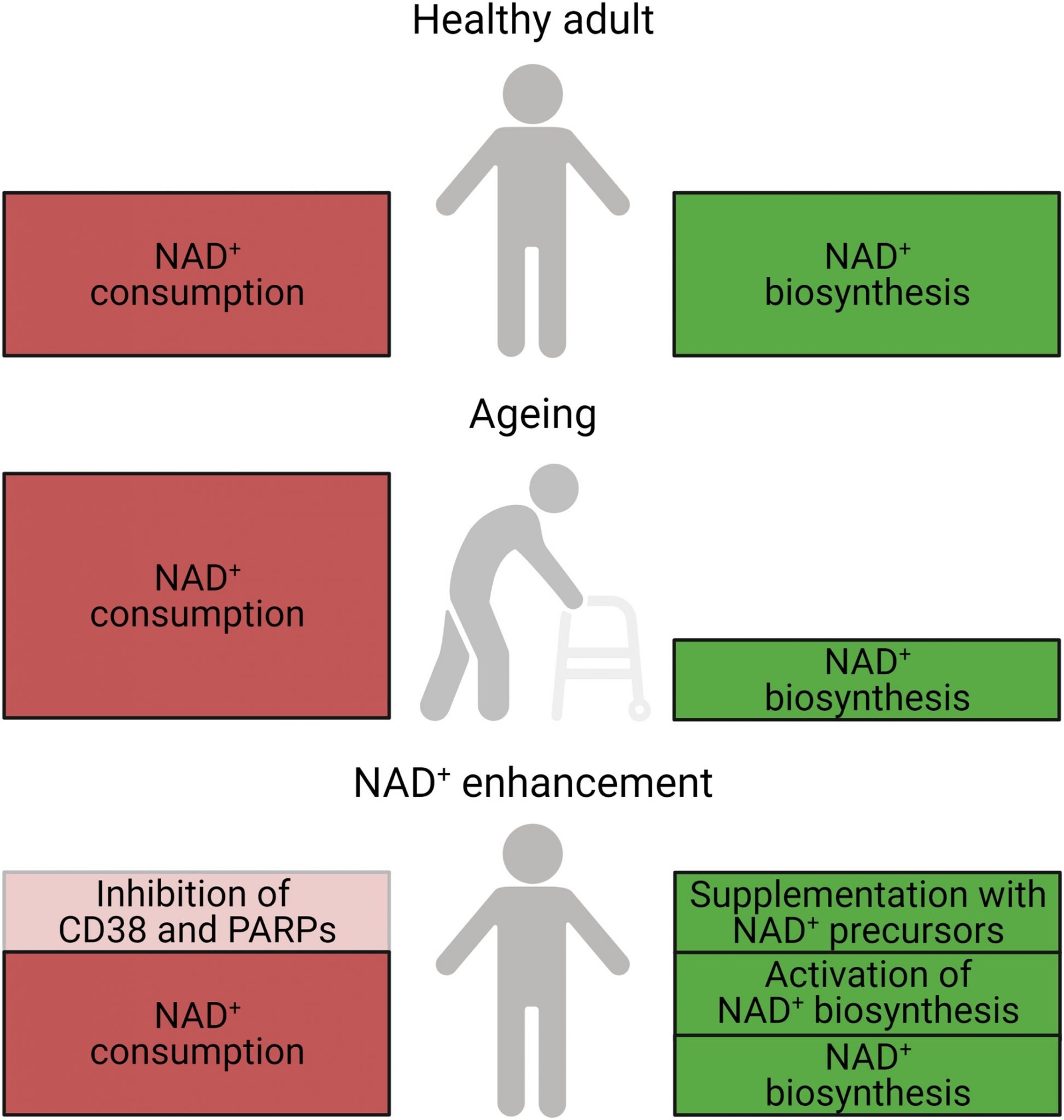 NAD⁺ Precursors: Unlocking the Fountain of Youth by Maximizing NAD+ Levels