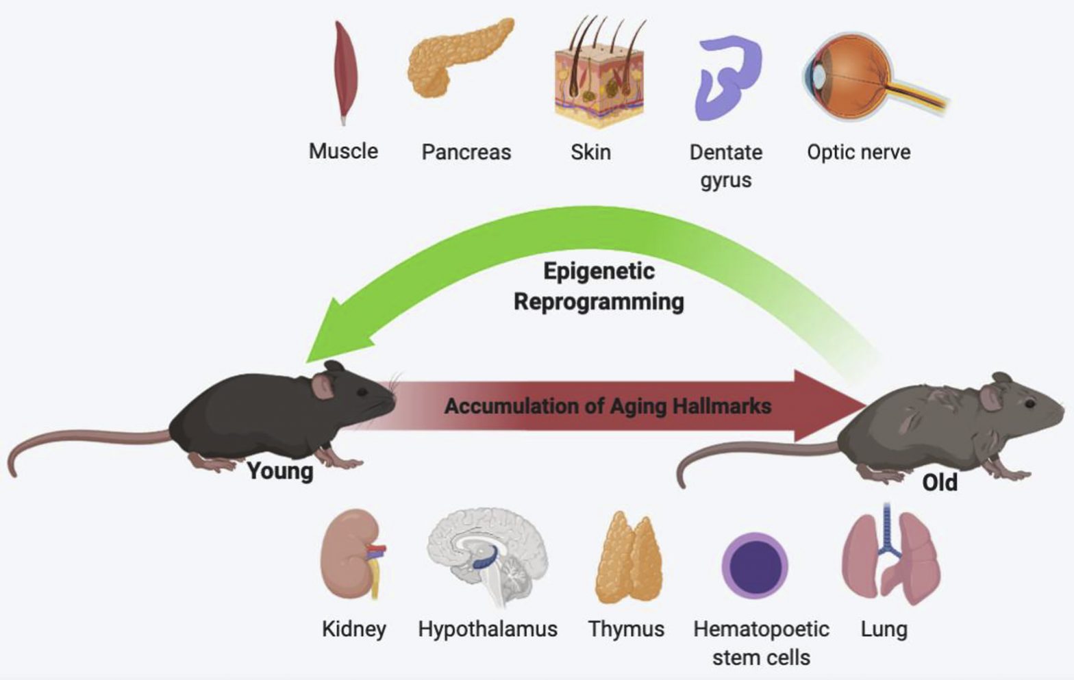 The Emergence of Cellular Reprogramming: True Age Reversal Technology