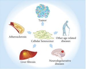The Emergence of Cellular Reprogramming: True Age Reversal Technology