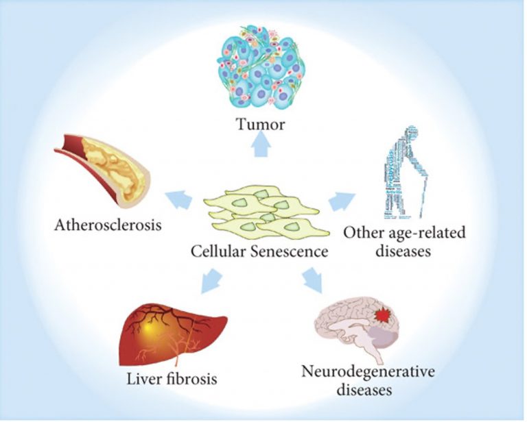 The Emergence of Cellular Reprogramming: True Age Reversal Technology