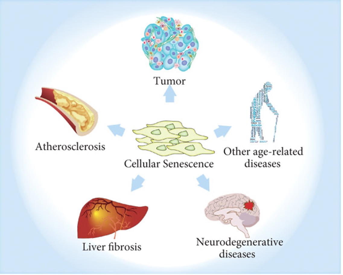 The Emergence of Cellular Reprogramming: True Age Reversal Technology