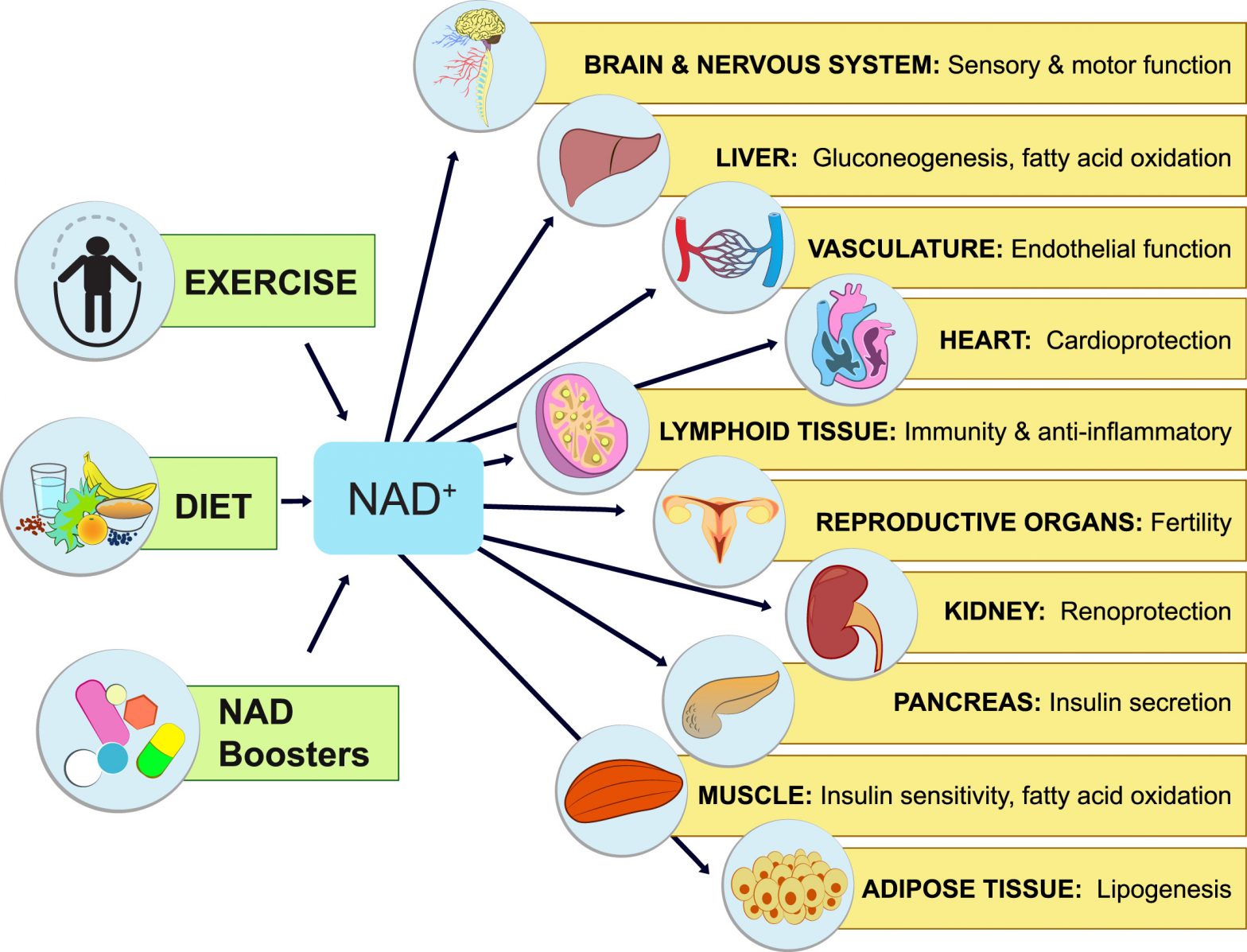 Determining the Ideal Candidates for NAD+ Supplements: A Comprehensive ...