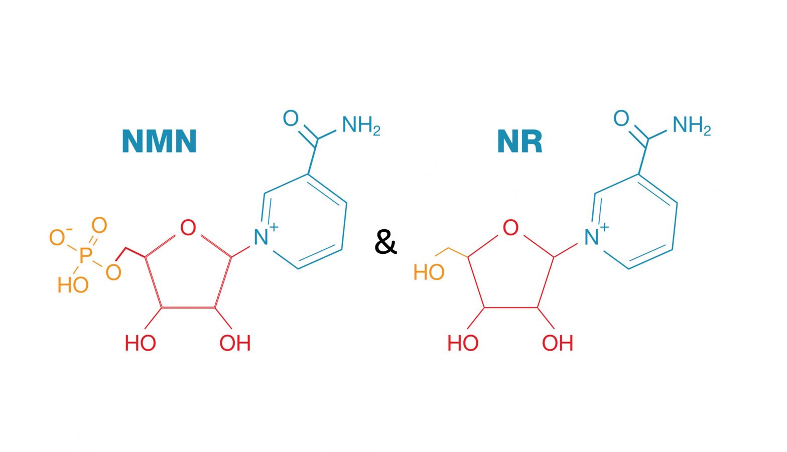 Stanford’s Dr. Andrew Huberman Takes Two NAD+ Precursors Daily: NMN and NR