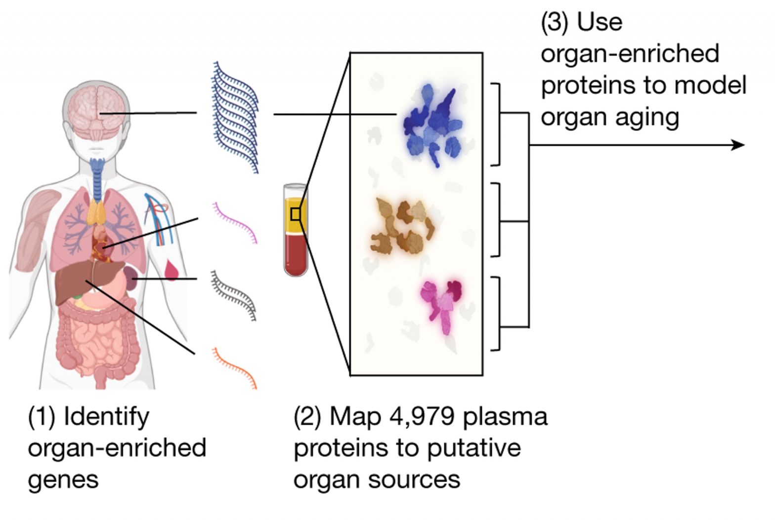 Stanford: Organ Aging Predicts Human Lifespan