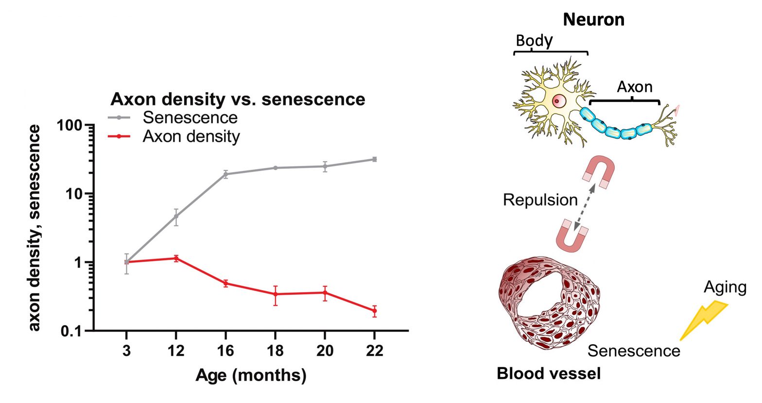 German Study Shows Senolytics Restore Heart-Brain Connection to Reverse ...