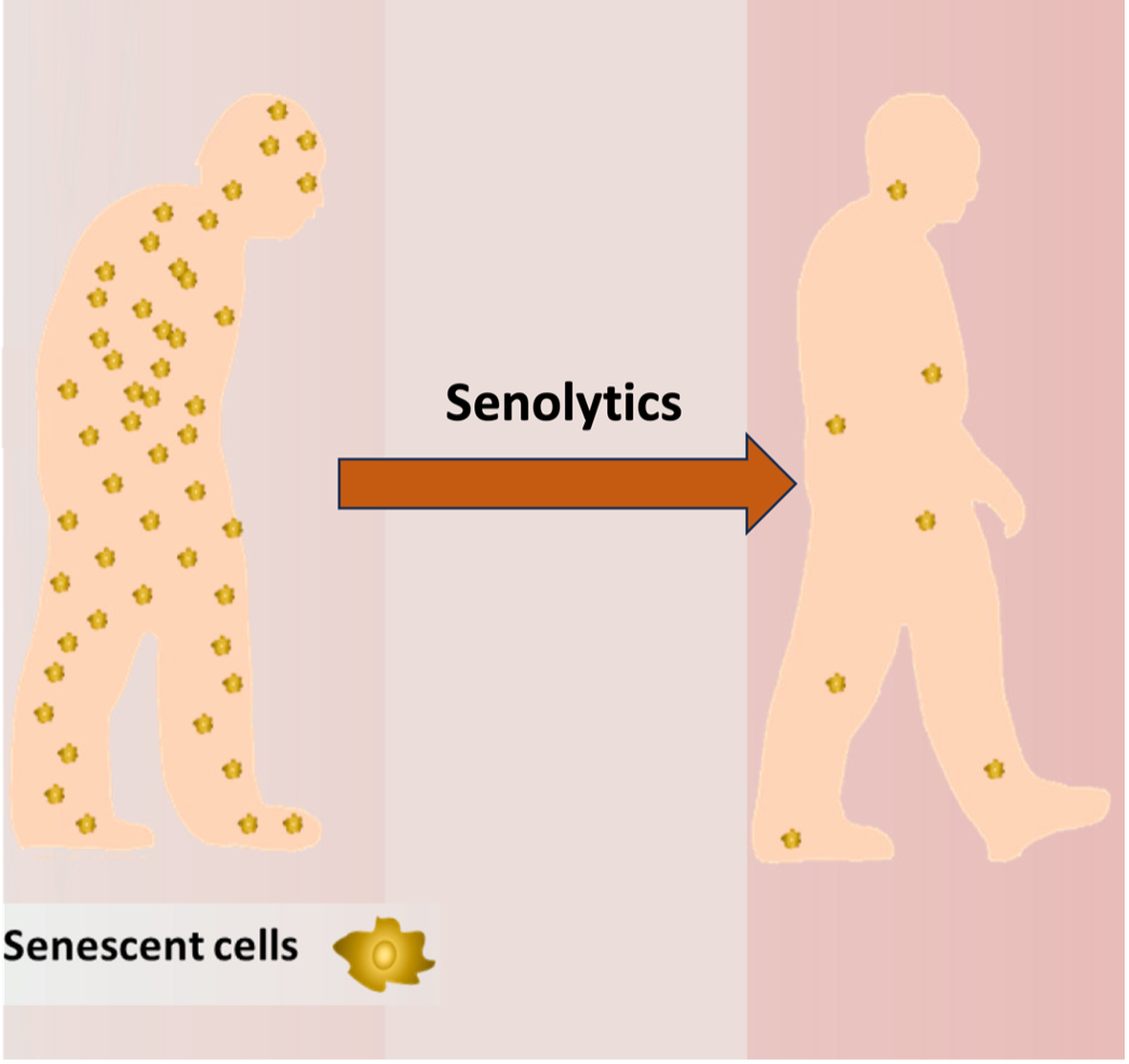 Microplastics: How Your Drinking Cup Could Be Aging You Faster