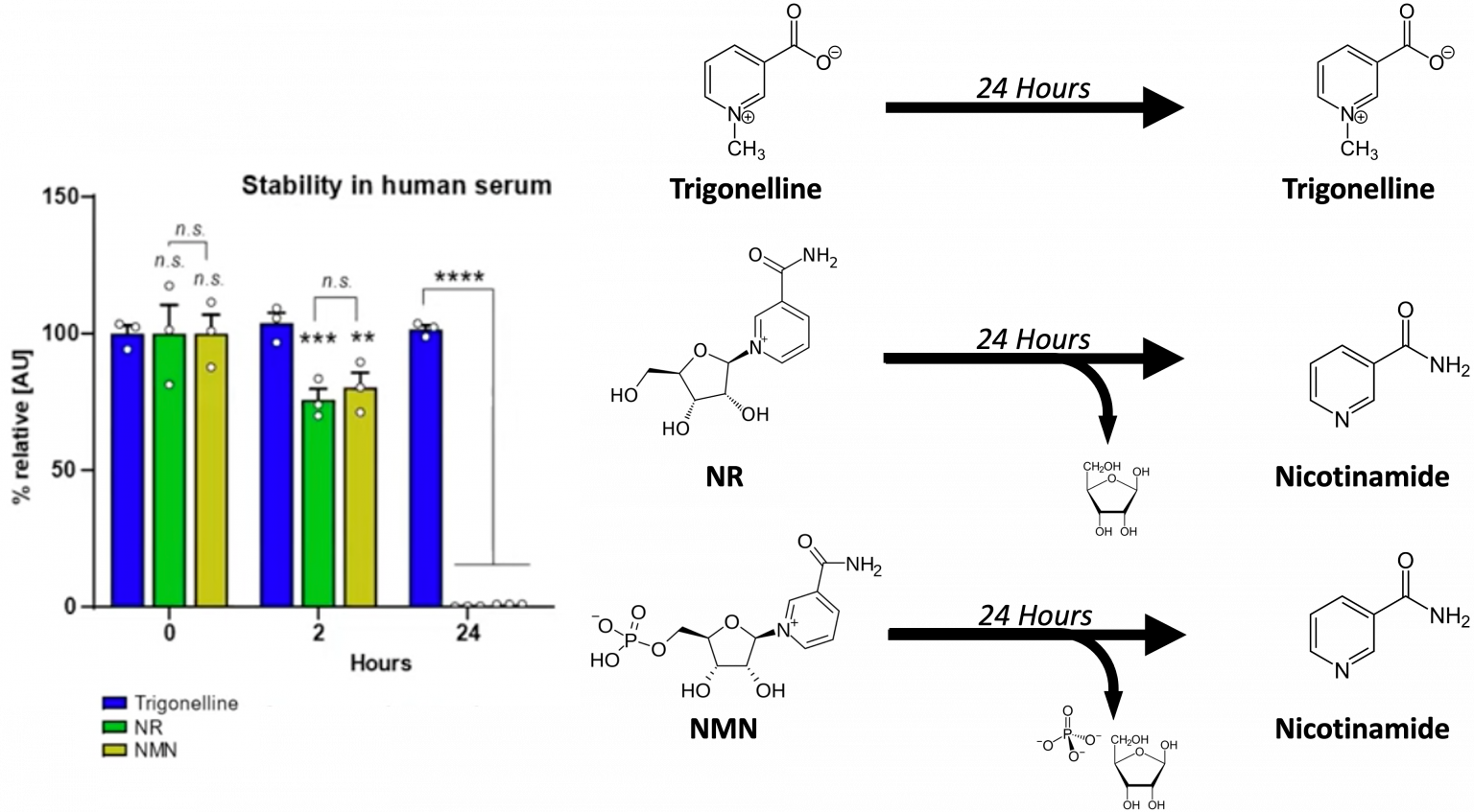 A New NAD+ Precursor More Stable than NMN and NR: Trigonelline