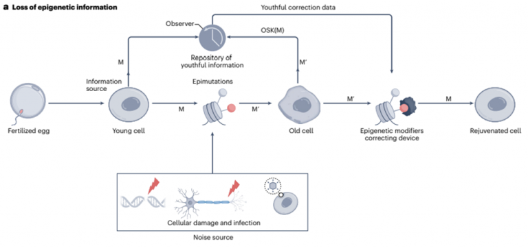 David Sinclair: DNA Tagging, rather than DNA Damage, Drives Aging and ...