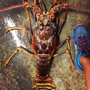 Lobster Leviathan God: Can Lobsters Live Forever?