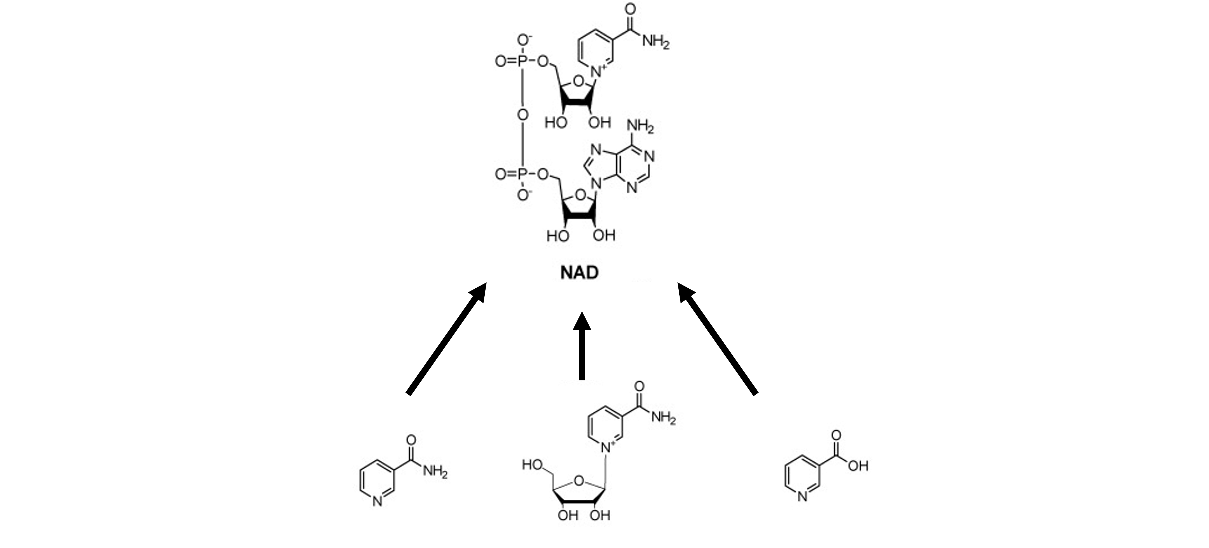 NAD⁺ | Aging and Longevity