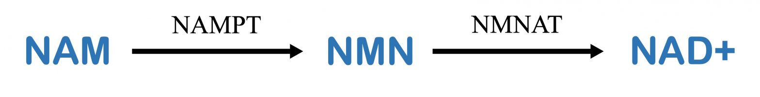 Expert Explains Role of NAD+ in Preventing Age-Related Kidney Disease