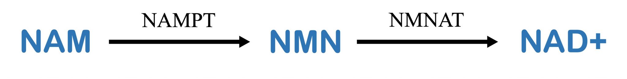 Expert Explains Role of NAD+ in Preventing Age-Related Kidney Disease