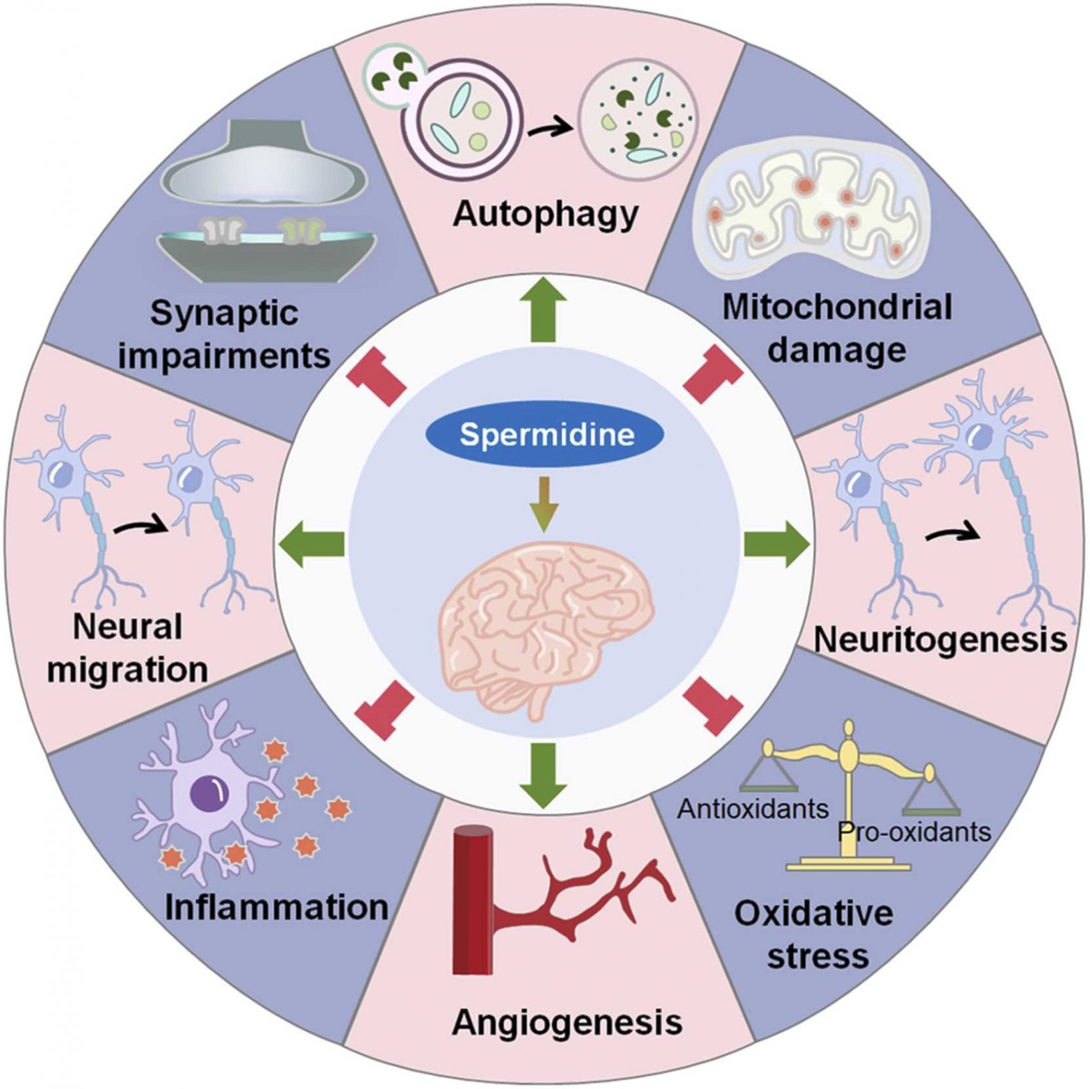 Spermidine: A Promising Nutrient for Brain Health and Cognitive Aging